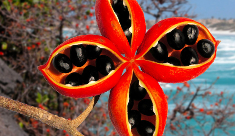 Loại quả rừng mọc dại ở Việt Nam, sang nước ngoài giá 200.000 đồng/kg ...