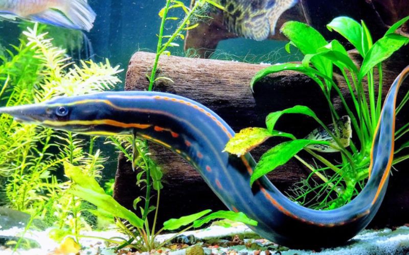 Bỏ túi cách phân biệt các loại cá chạch và cách mua cá tươi ngon ...