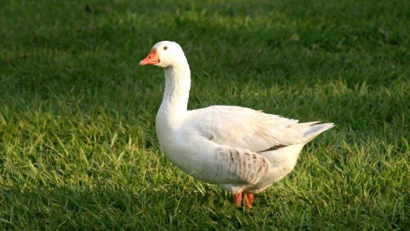 Tổng hợp 50 câu đố về con vật có đáp án hay nhất cho bé | KhaiStore.vn